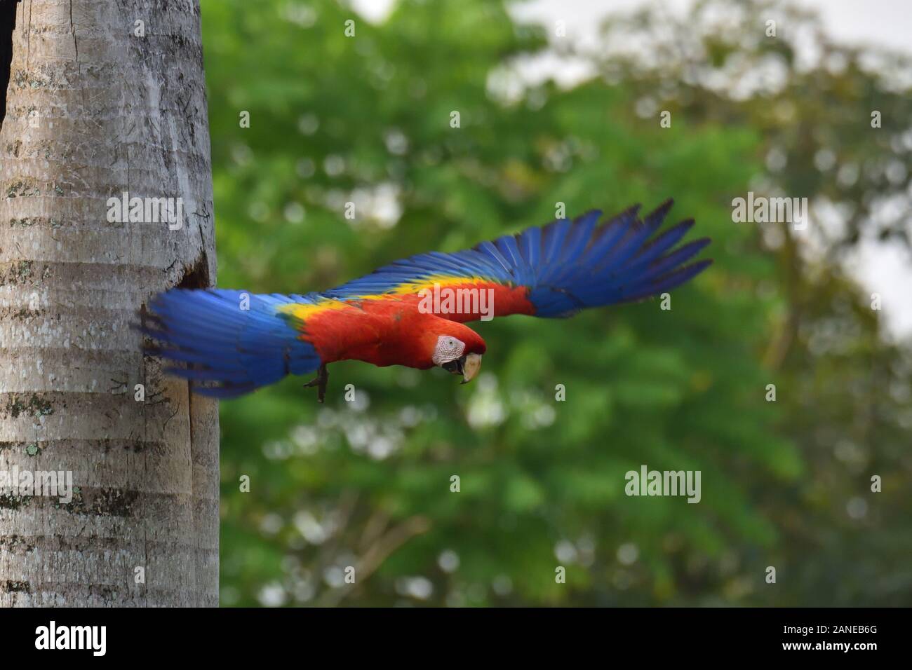 Macaw palm hi-res stock photography and images - Alamy
