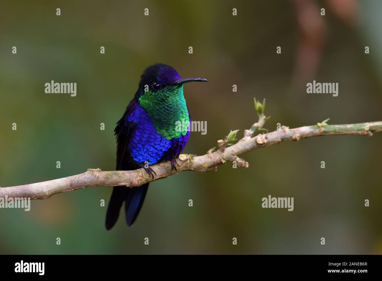 A Crowned Woodnymph hummingbird in Costa Rica rainforest Stock Photo ...