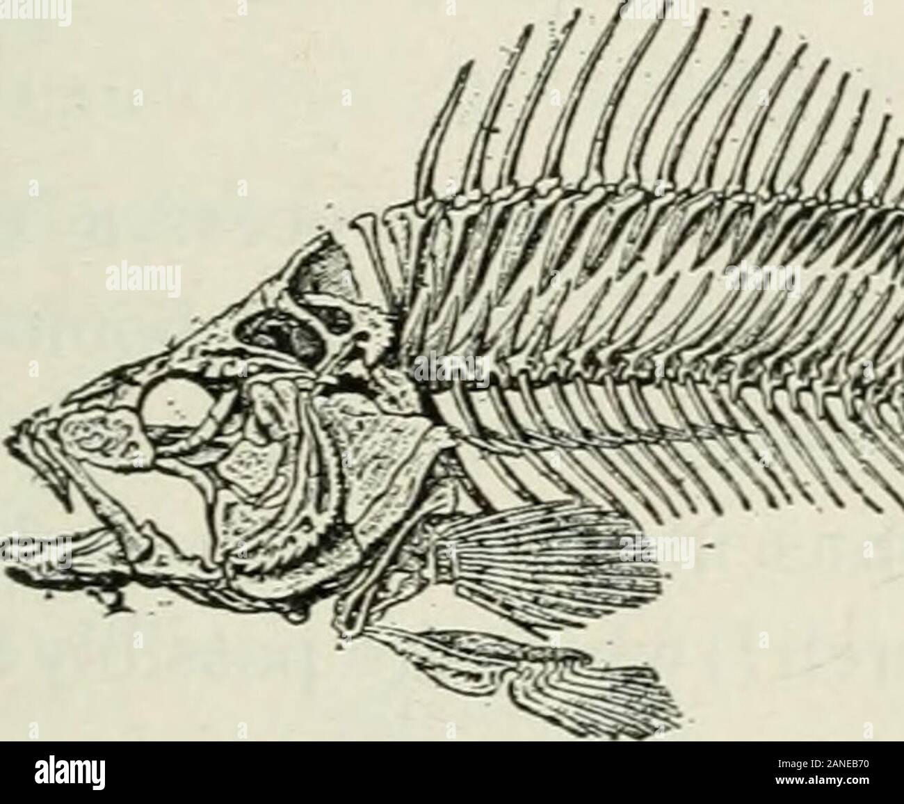 Beginners' zoology . also teeth on the premaxillary bones. Thesebones ...
