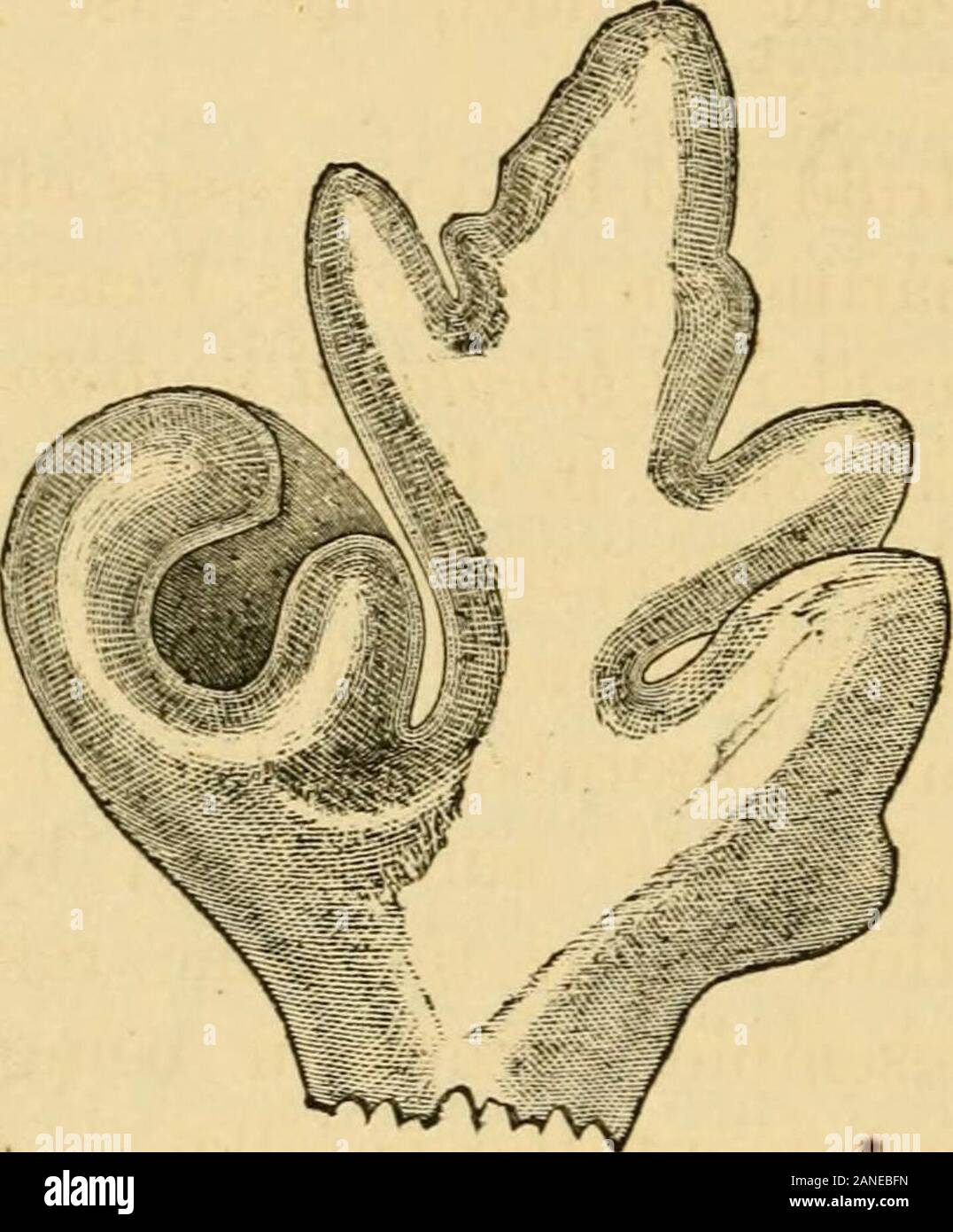 Insectivorous plants . Fig. 23. {Utricularia vulgaris.) Longitudinal ...