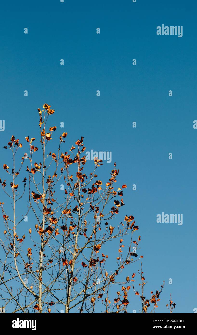 Top part of tree leaves with branches with sky view Stock Photo - Alamy
