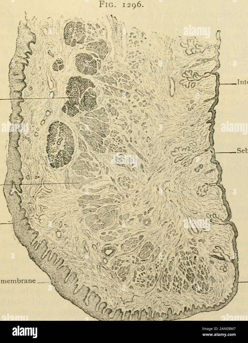 Human anatomy, including structure and development and practical ...