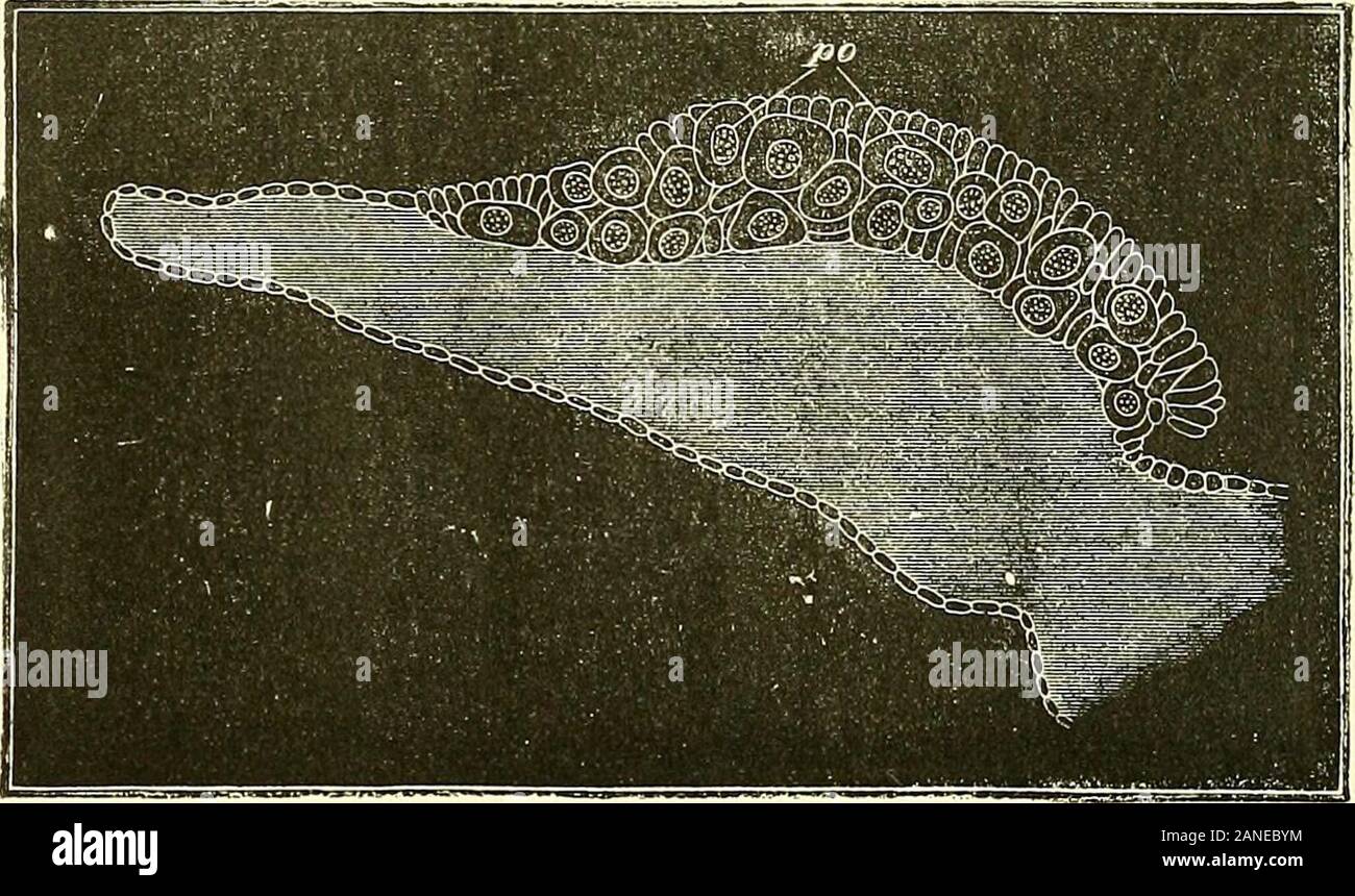Quain's elements of anatomy . mesobla^t situated between the germ ...