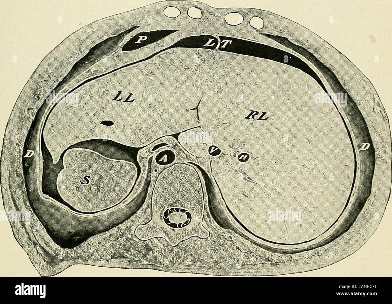 Cross section of the esophagus showing hi-res stock photography and ...