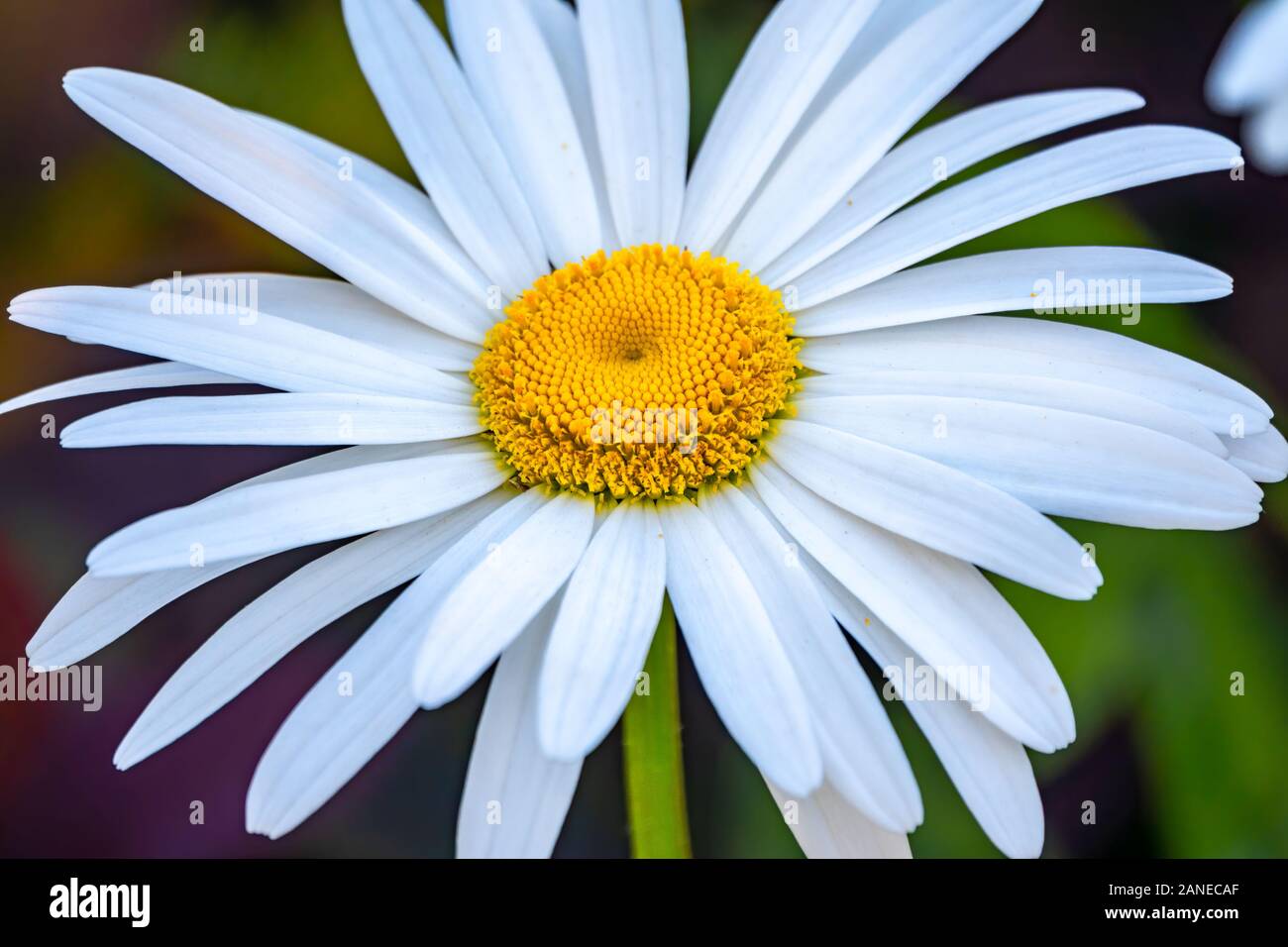 White and yellow daisy flower close-up on a green blurred background ...
