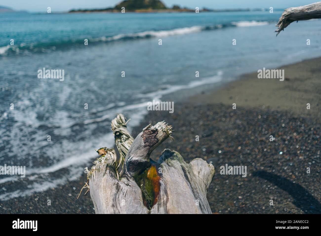 Dead wood on the beach; dead tree on the beach Stock Photo - Alamy