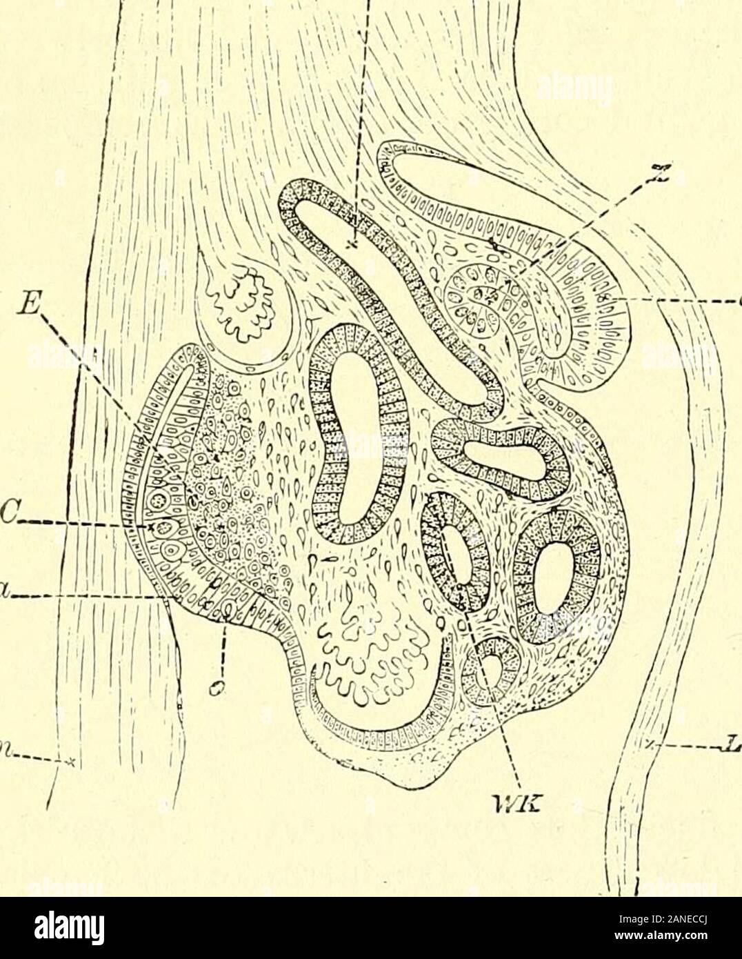 Genital ridge hi-res stock photography and images - Alamy
