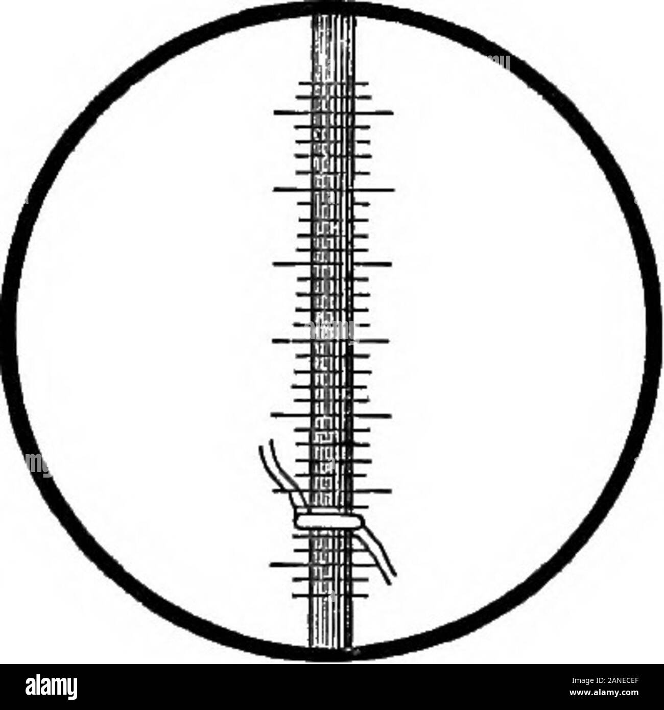 Taut figure hi-res stock photography and images - Alamy