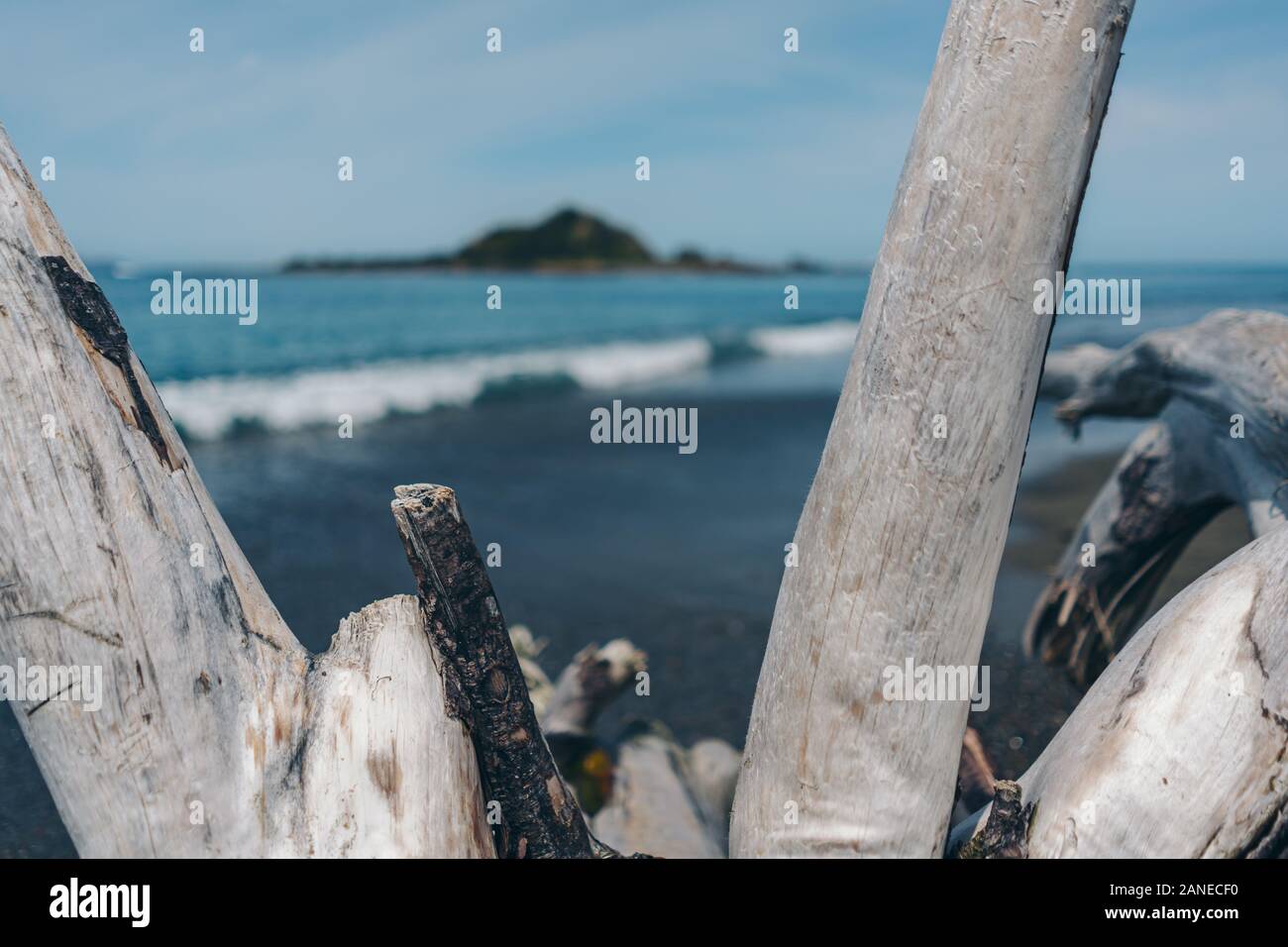 Dead wood on the beach; dead tree on the beach Stock Photo - Alamy