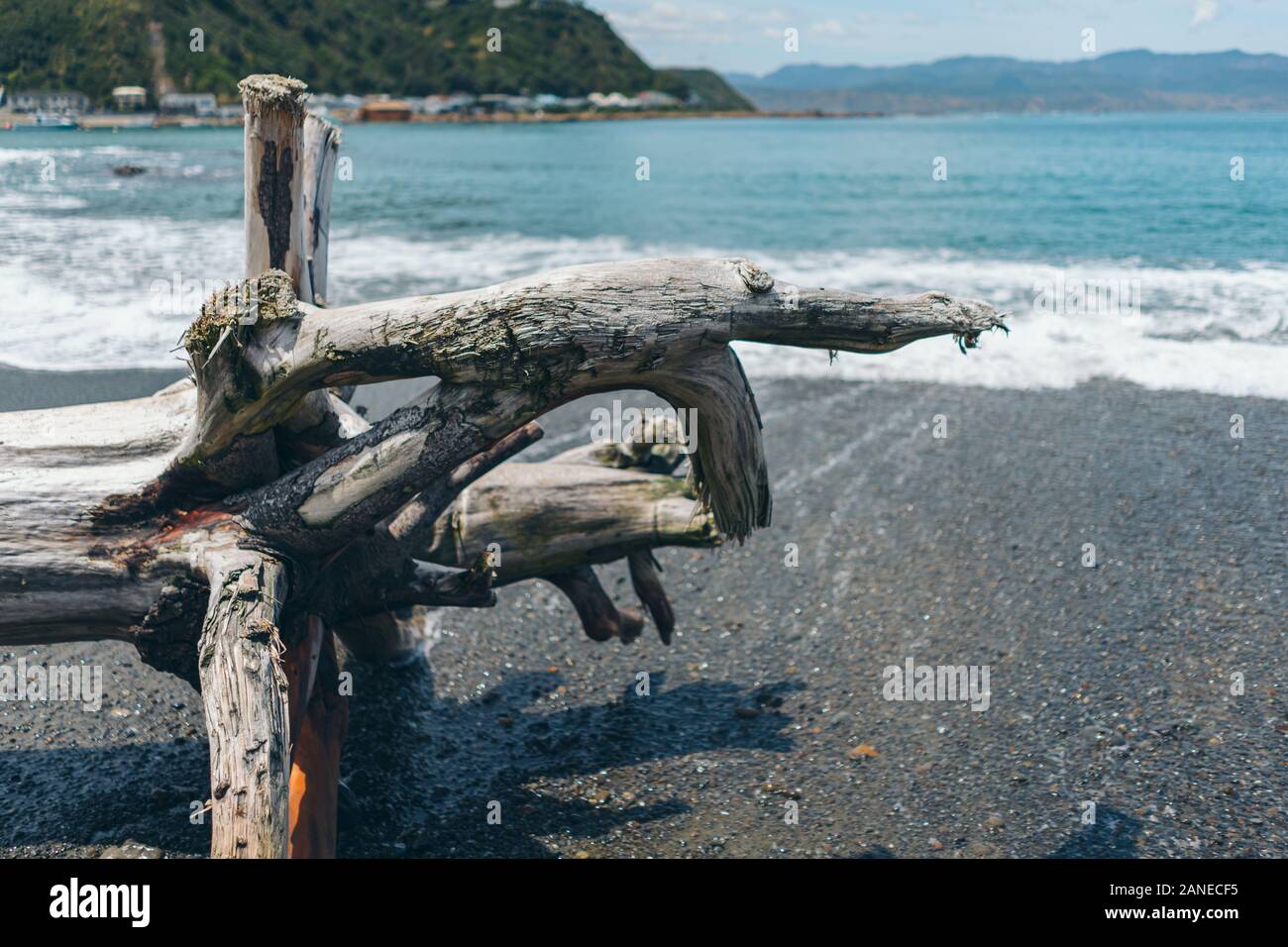 Dead wood on the beach; dead tree on the beach Stock Photo - Alamy