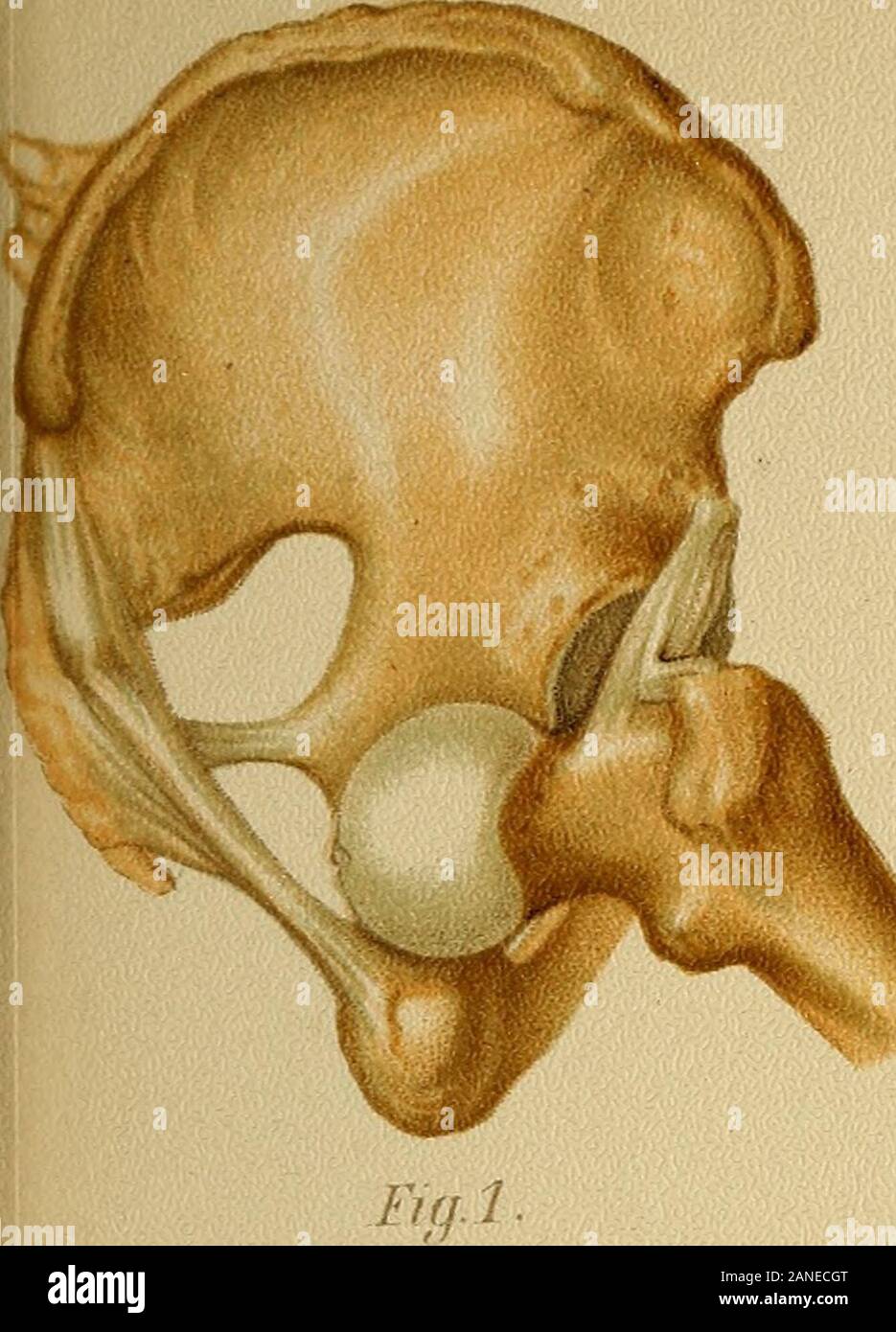 Adduction of thigh hi-res stock photography and images - Alamy