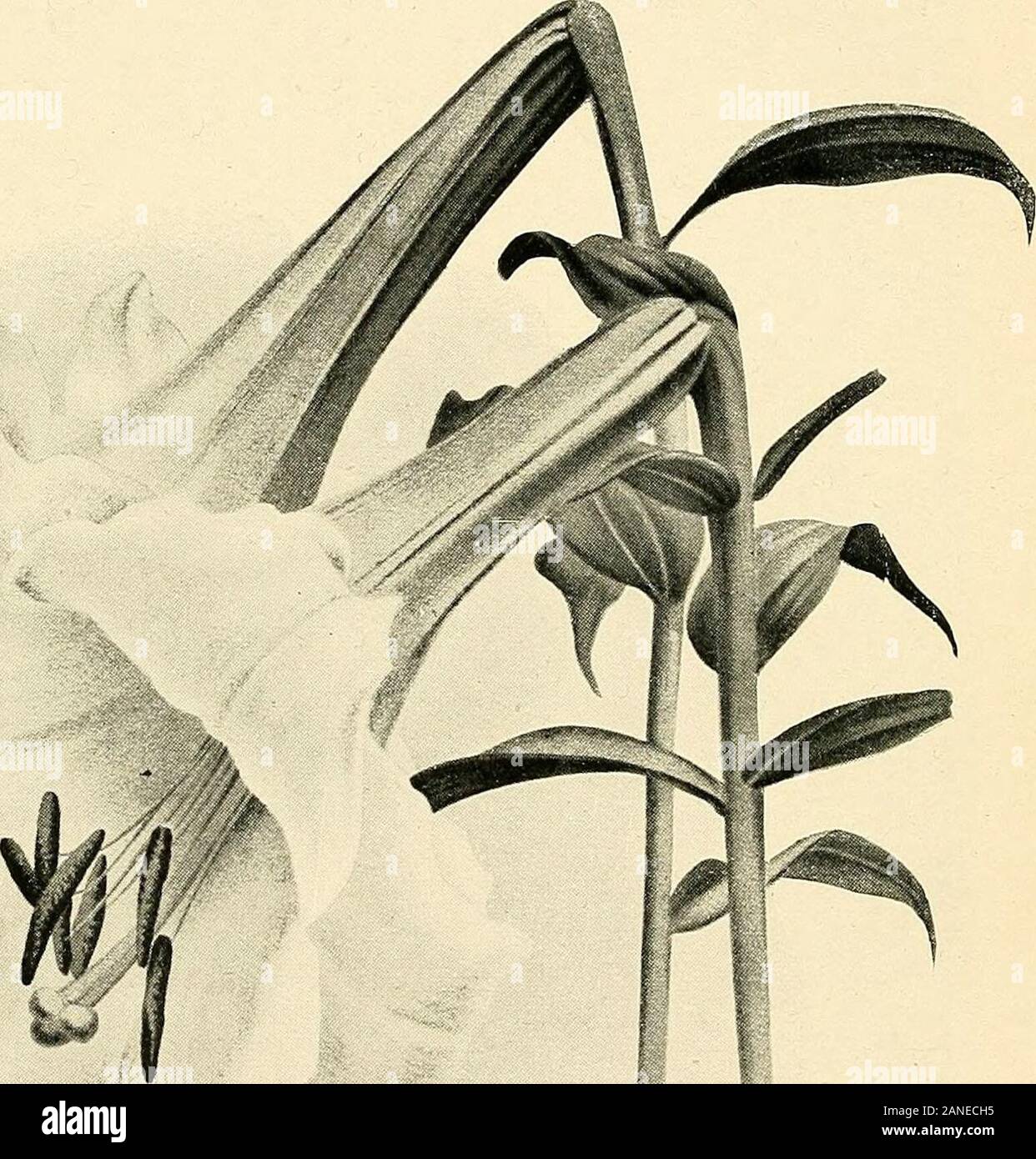 Lilium neilgherrense hi-res stock photography and images - Alamy