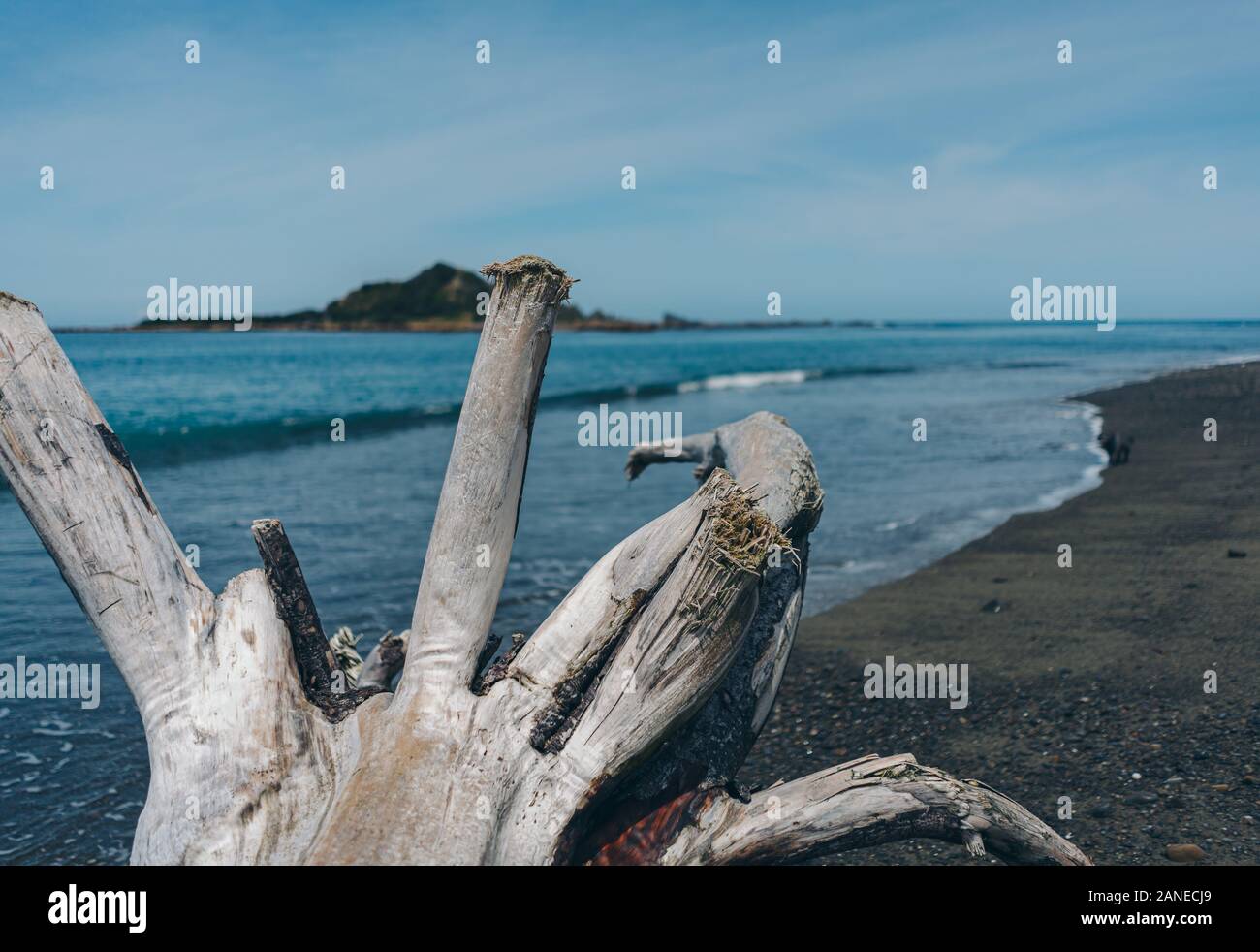 Dead wood on the beach; dead tree on the beach Stock Photo - Alamy