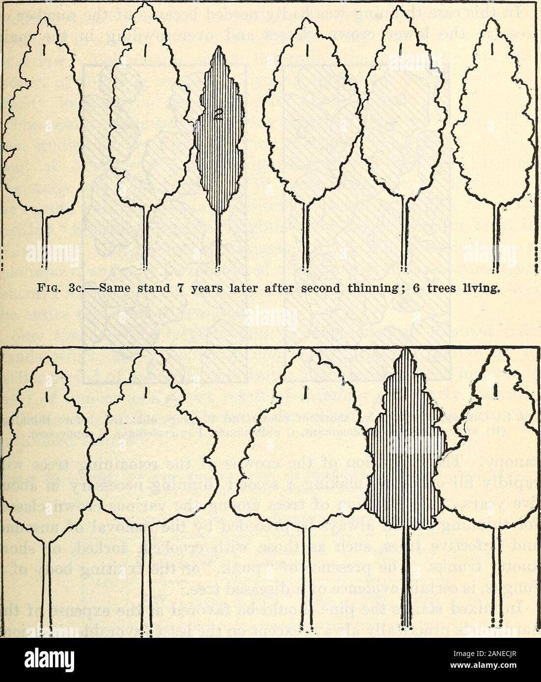 Shortleaf pine : its economic importance and forest management . Fig ...