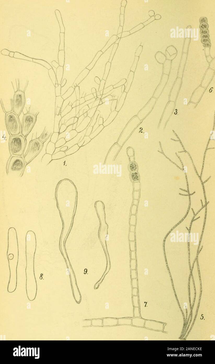 Enteromorpha Sp High Resolution Stock Photography and Images - Alamy