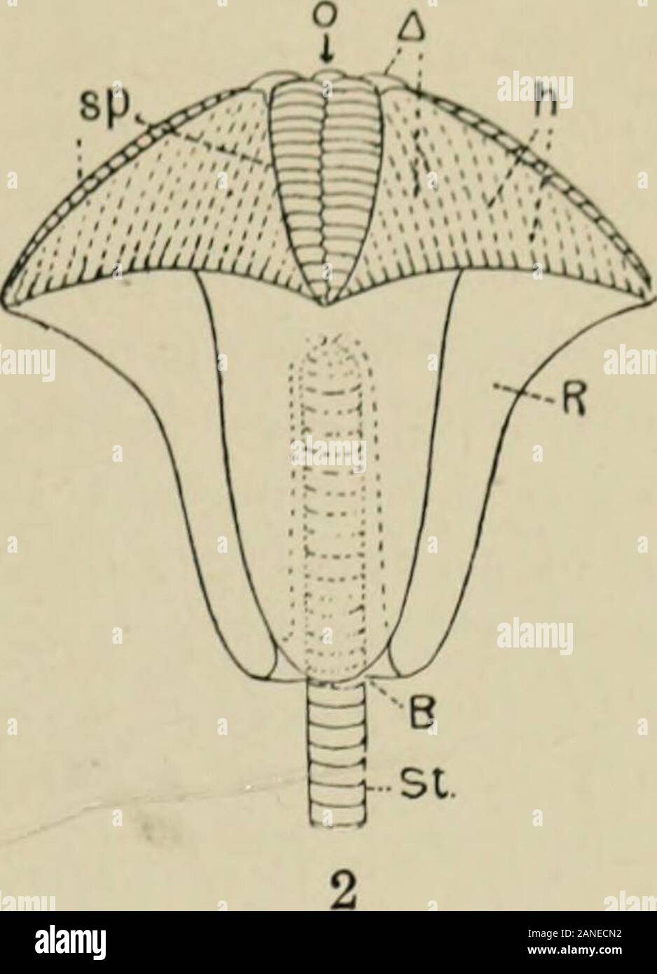 A treatise on zoology . 1 Fig. III. Blastoidocriiius carchariaedcns ...