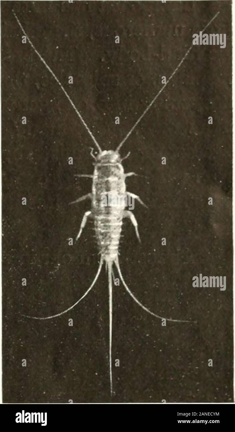 Marvels of insect life ; a popular account of structure and habit . The ...