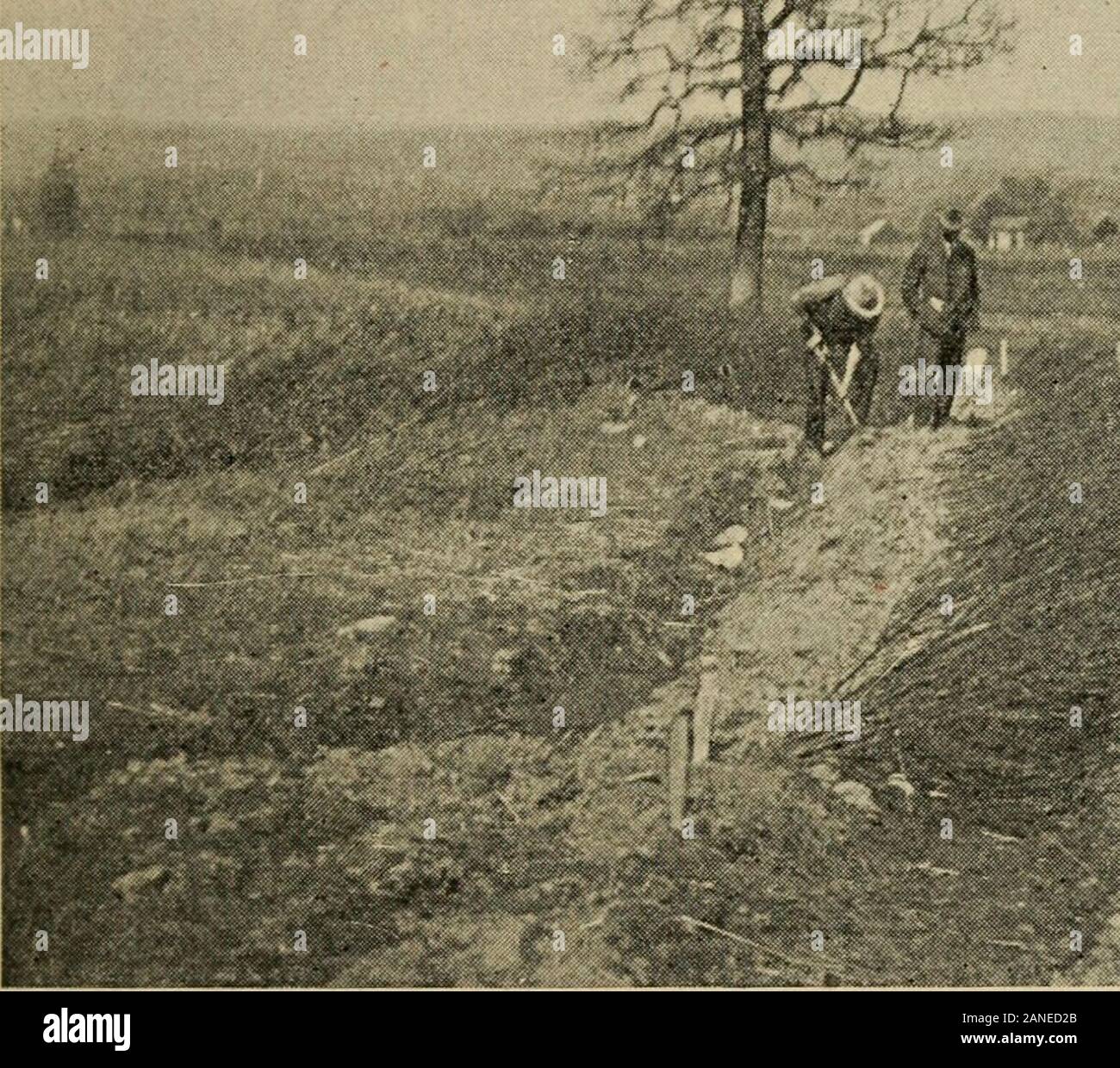 Heeling in fruit trees hi-res stock photography and images - Alamy