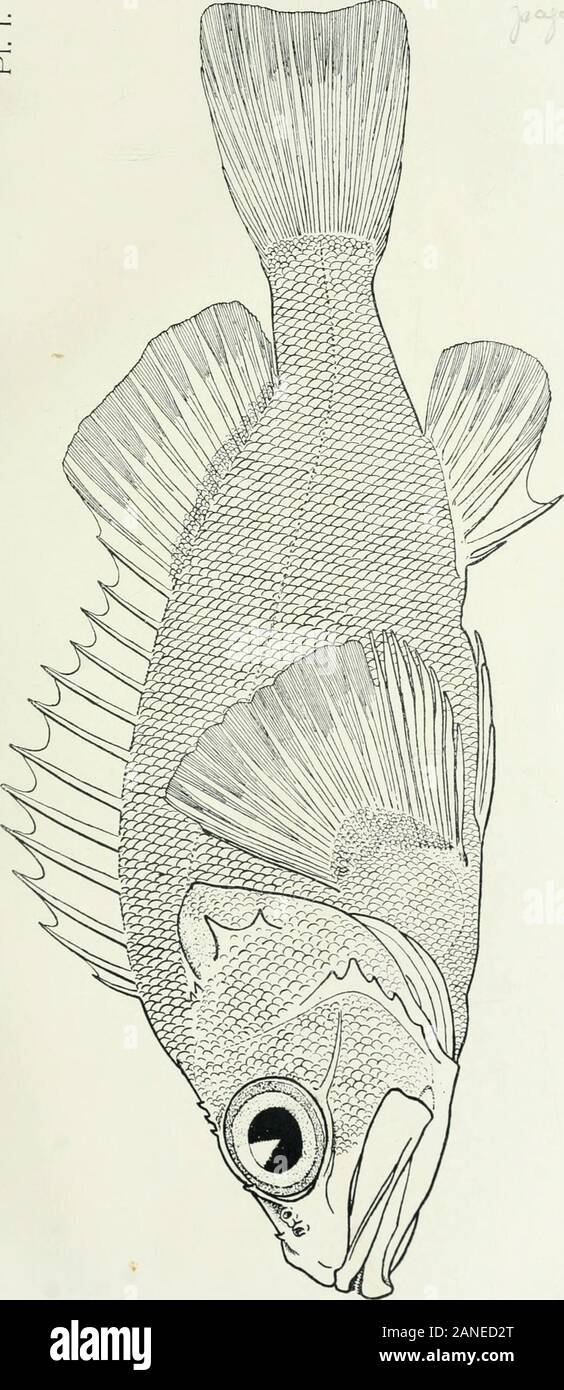 Sea and inland fisheries: report . , outline, S.R. 327. Bathytroctes ...