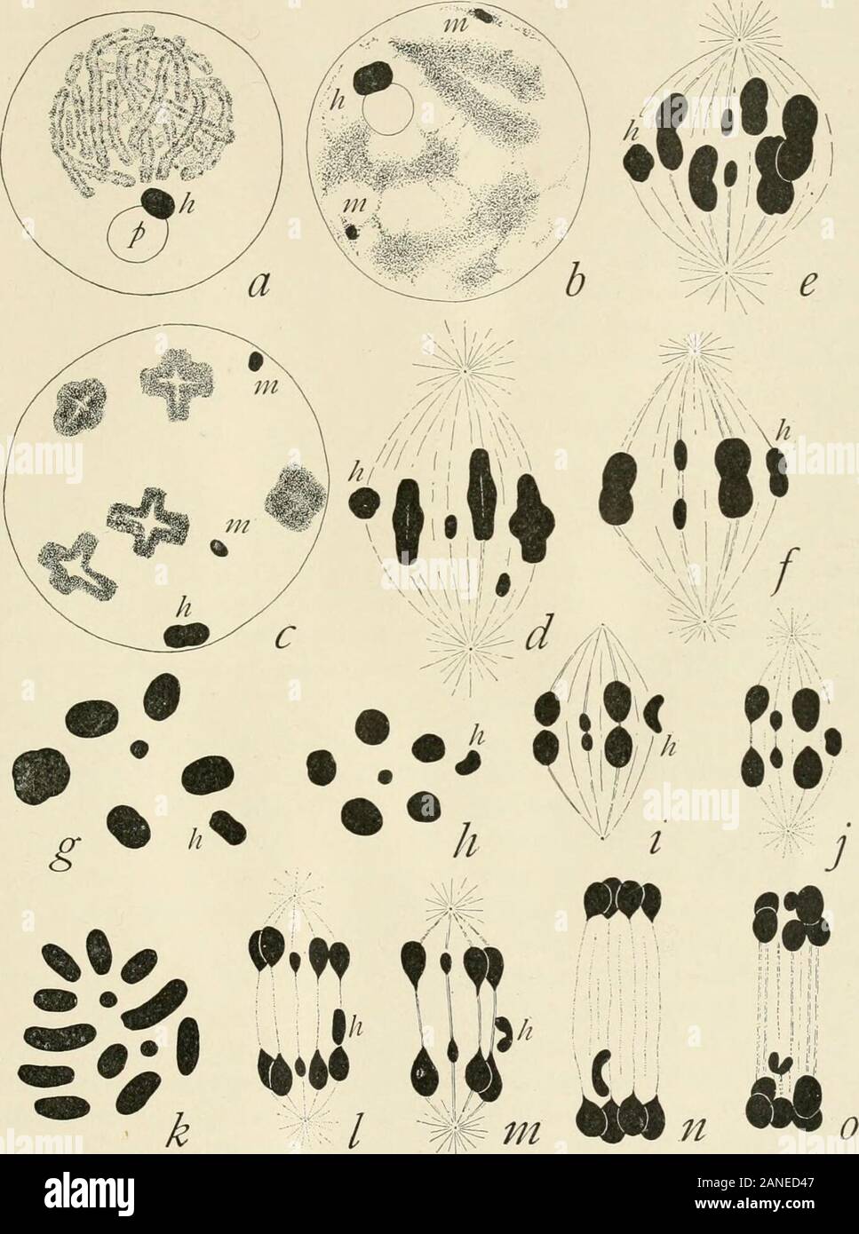 The Journal of experimental zoology . ve position (Fig. i, b). The ...
