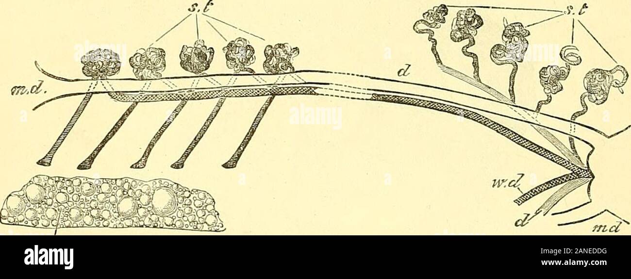Quain's elements of anatomy . ts ofa set of segmental tubes developed ...
