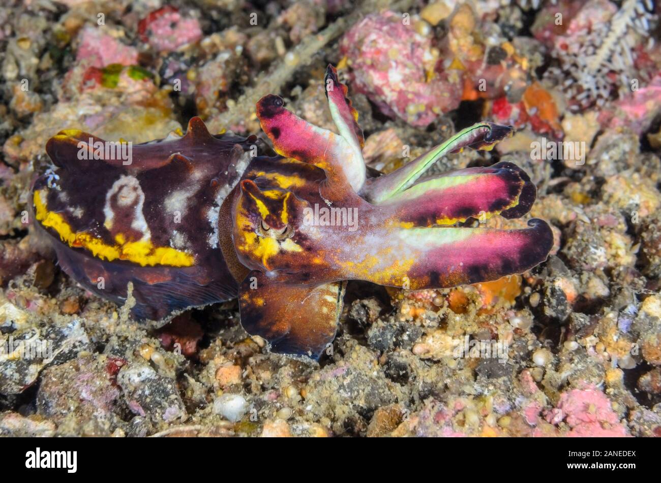 Flamboyant cuttlefish,Ascarosepion pfefferi, Lembeh Strait, North ...