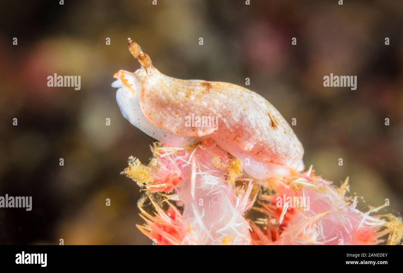 Dermatobranchus sp hi-res stock photography and images - Alamy