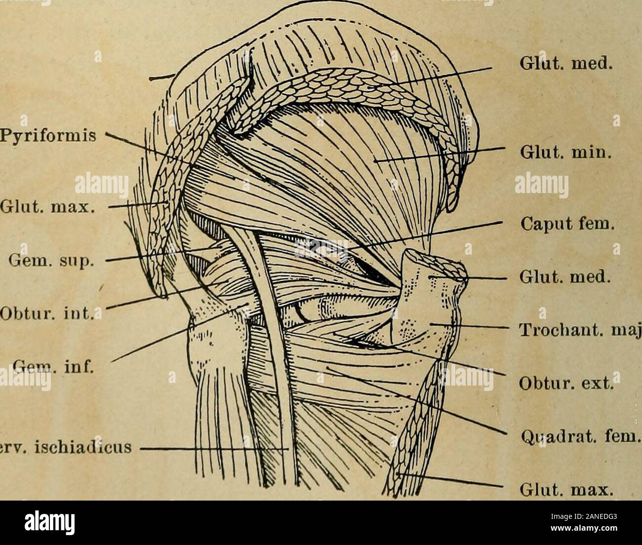 Nerve to quadratus femoris hi-res stock photography and images - Alamy
