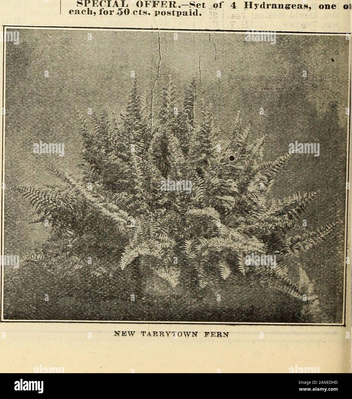 Flower trusses hi-res stock photography and images - Alamy