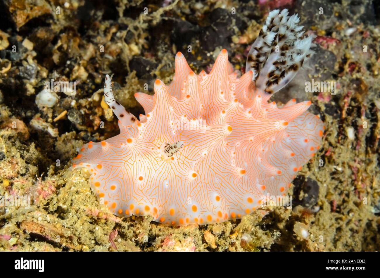 Nudibranch halgerda batangas hi-res stock photography and images - Alamy