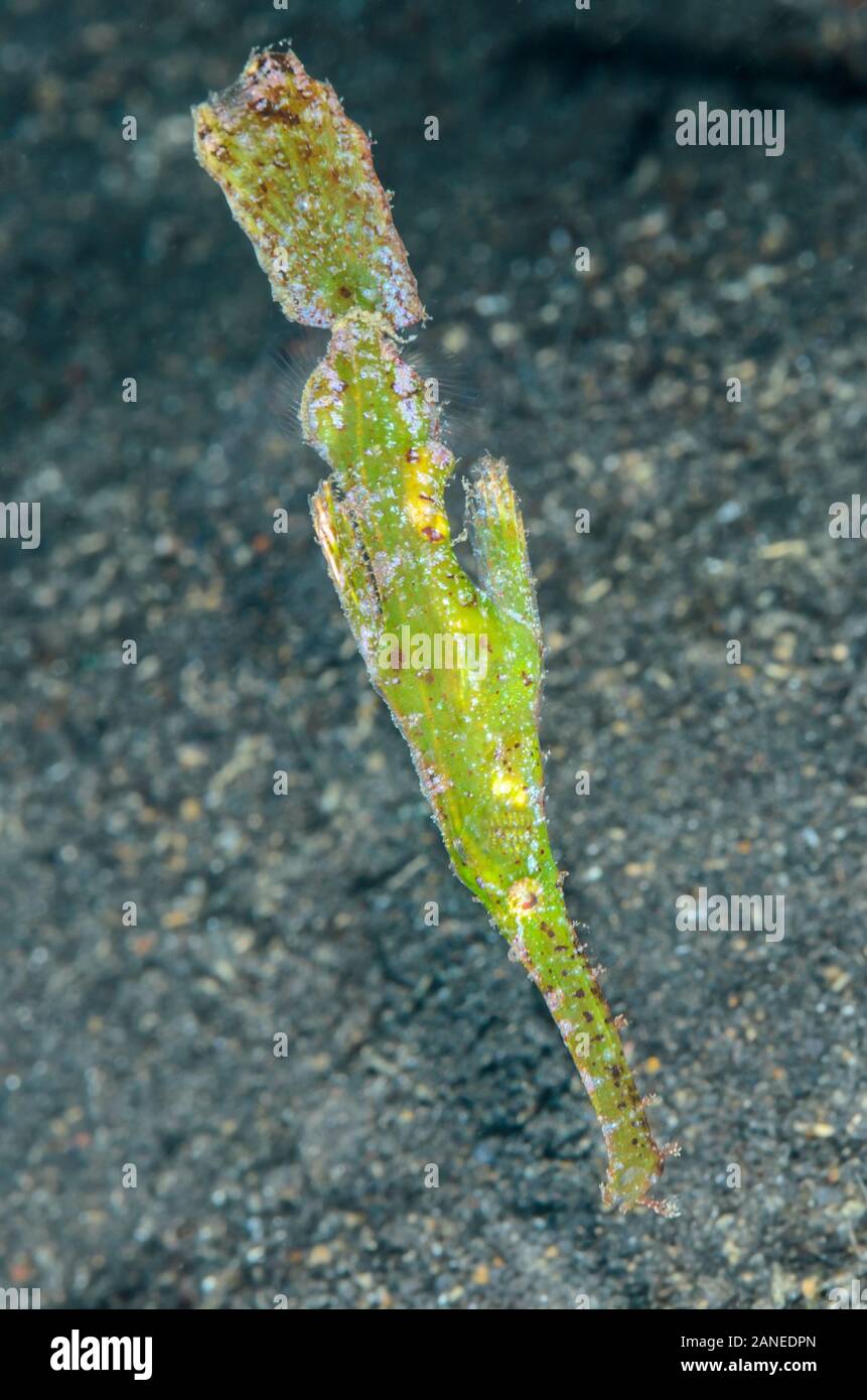 Robust ghost pipefish, Solenostomus cyanopterus, Lembeh Strait, North ...