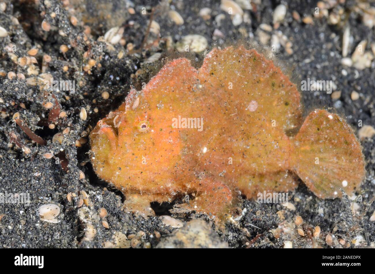 Randall's frogfish, Antennarius randalli , Lembeh Strait, North ...