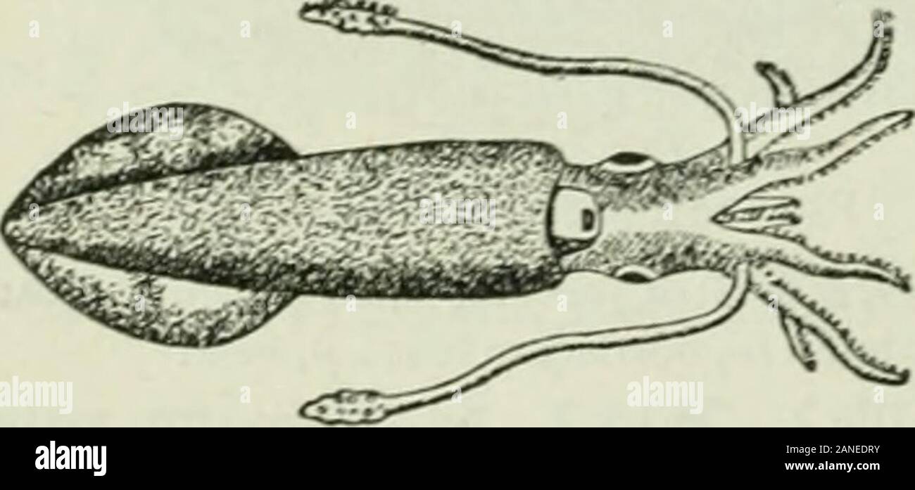 Beginners' zoology . front,adheres, and smoothsout as the slug or ...