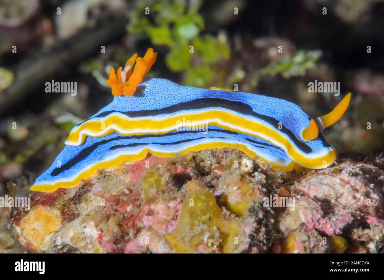 Nudibranch gills hi-res stock photography and images - Alamy