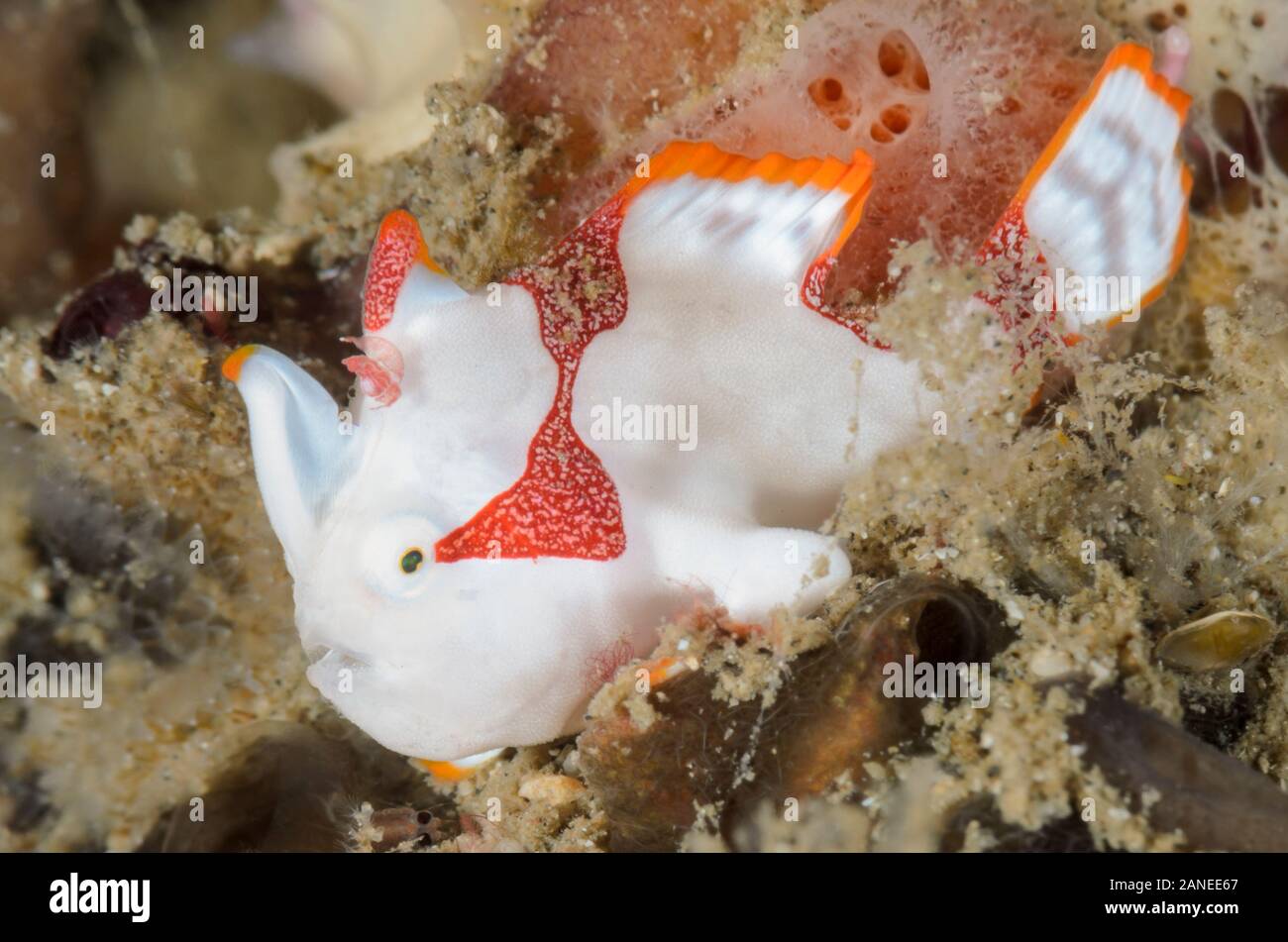 Baby frogfish hi-res stock photography and images - Alamy