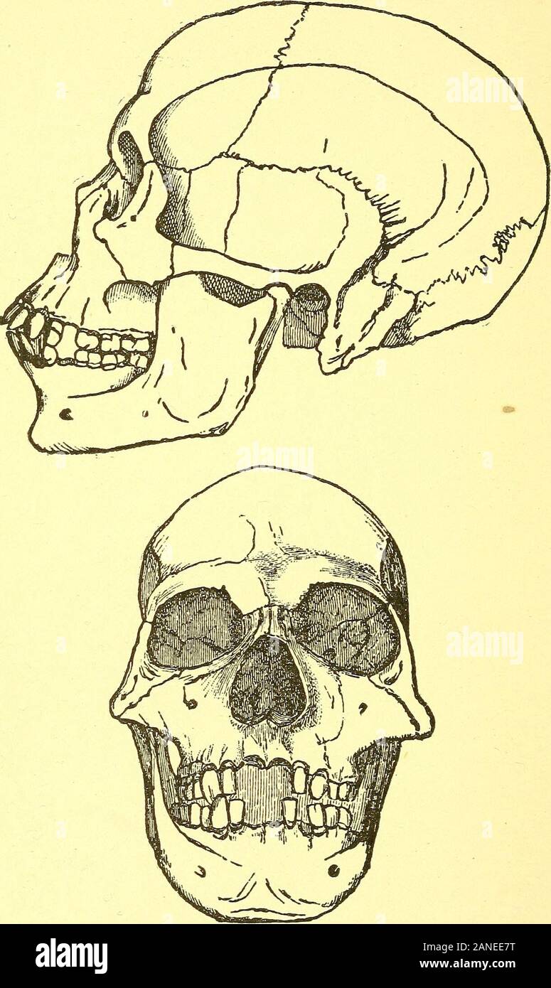 Anthropological profile hi-res stock photography and images - Alamy