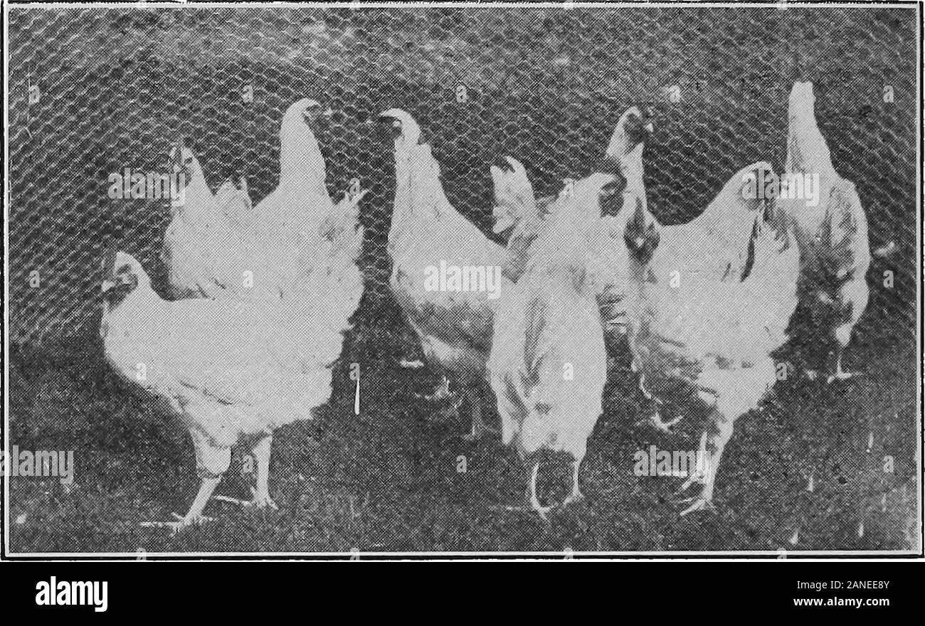 Eight chickens Black and White Stock Photos & Images - Alamy