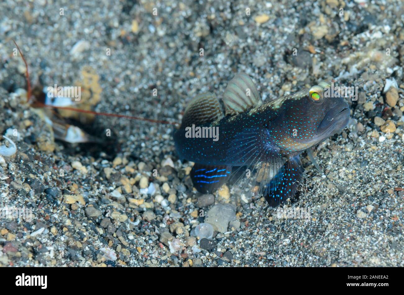 Barred shrimpgoby, Cryptocentrus fasciatus, Lembeh Strait, North ...