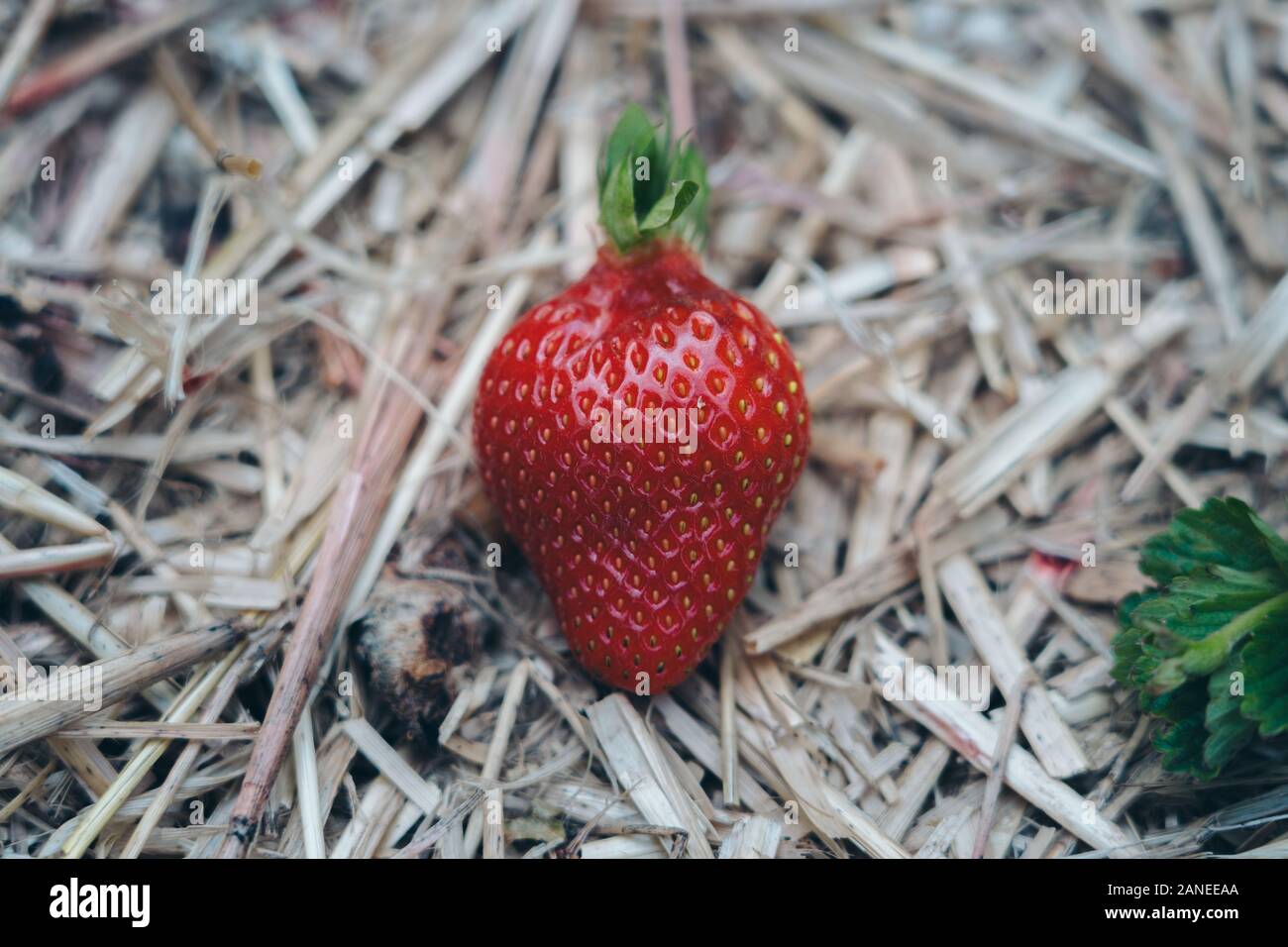 Strawberry picking new zealand hi-res stock photography and images - Alamy