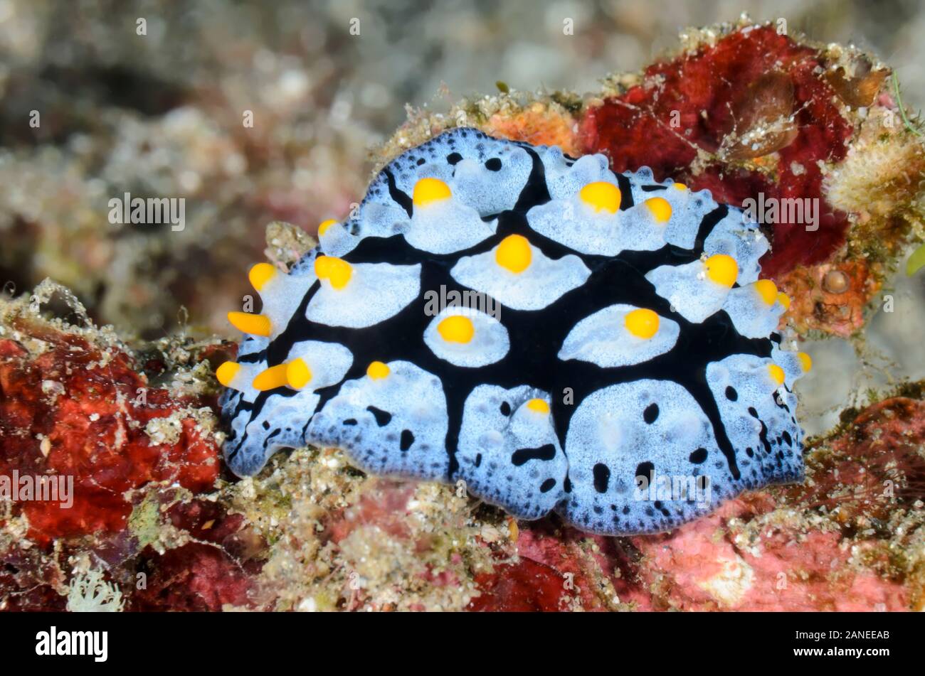 sea slug or nudibranch, Phyllidia picta, Lembeh Strait, North Sulawesi ...