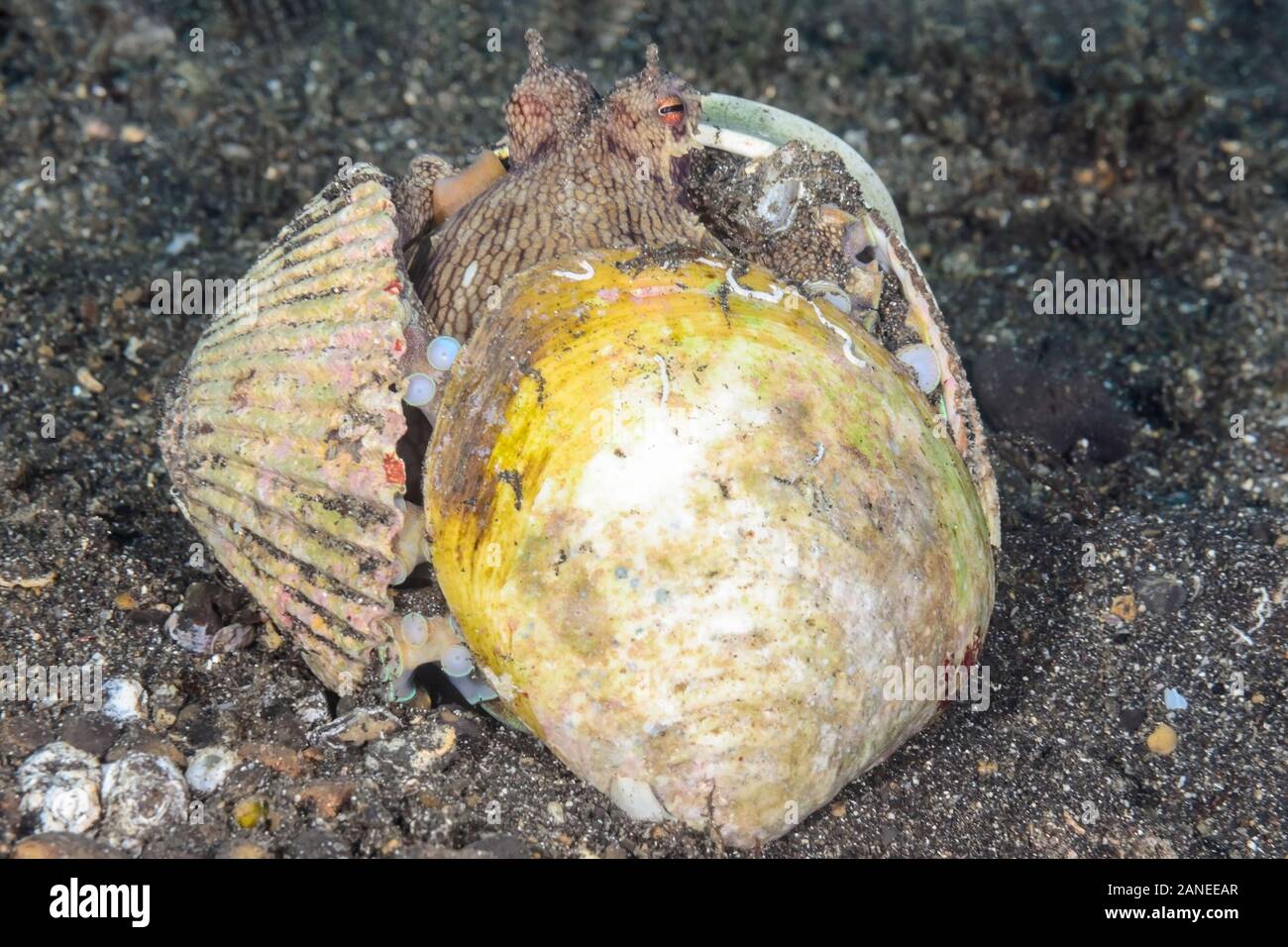 Octopus with shells hi-res stock photography and images - Alamy