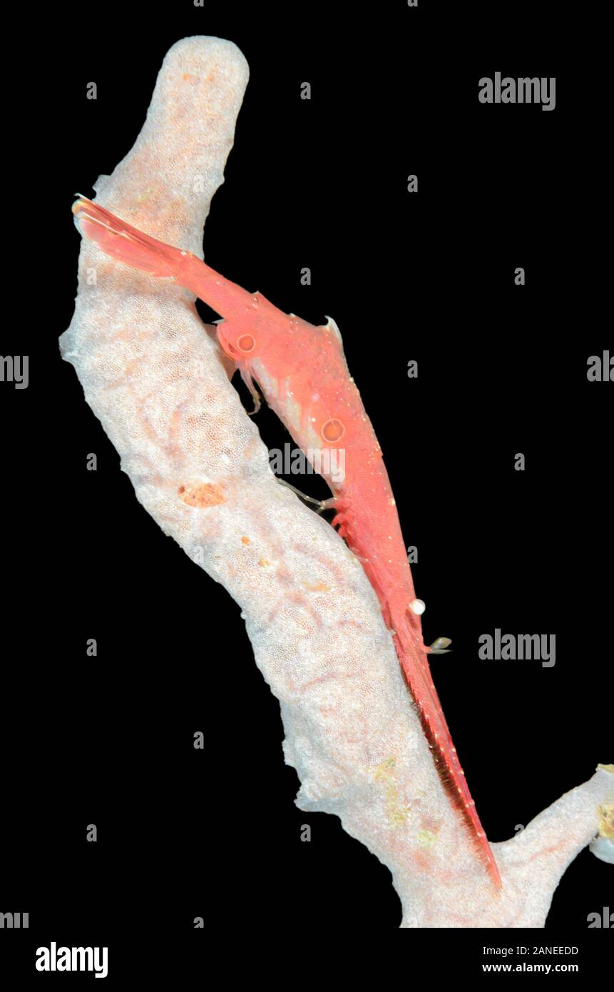 Ocellated Tozeuma shrimp, Tozeuma lanceolatum, Lembeh Strait, North ...