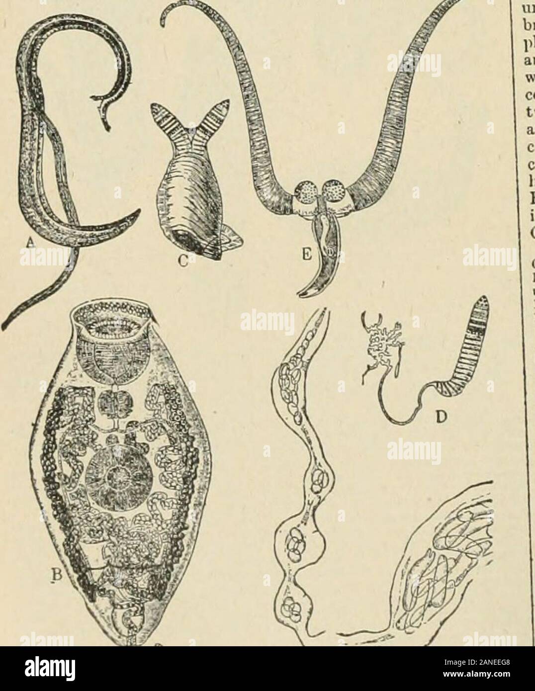 Pulr hi-res stock photography and images - Alamy