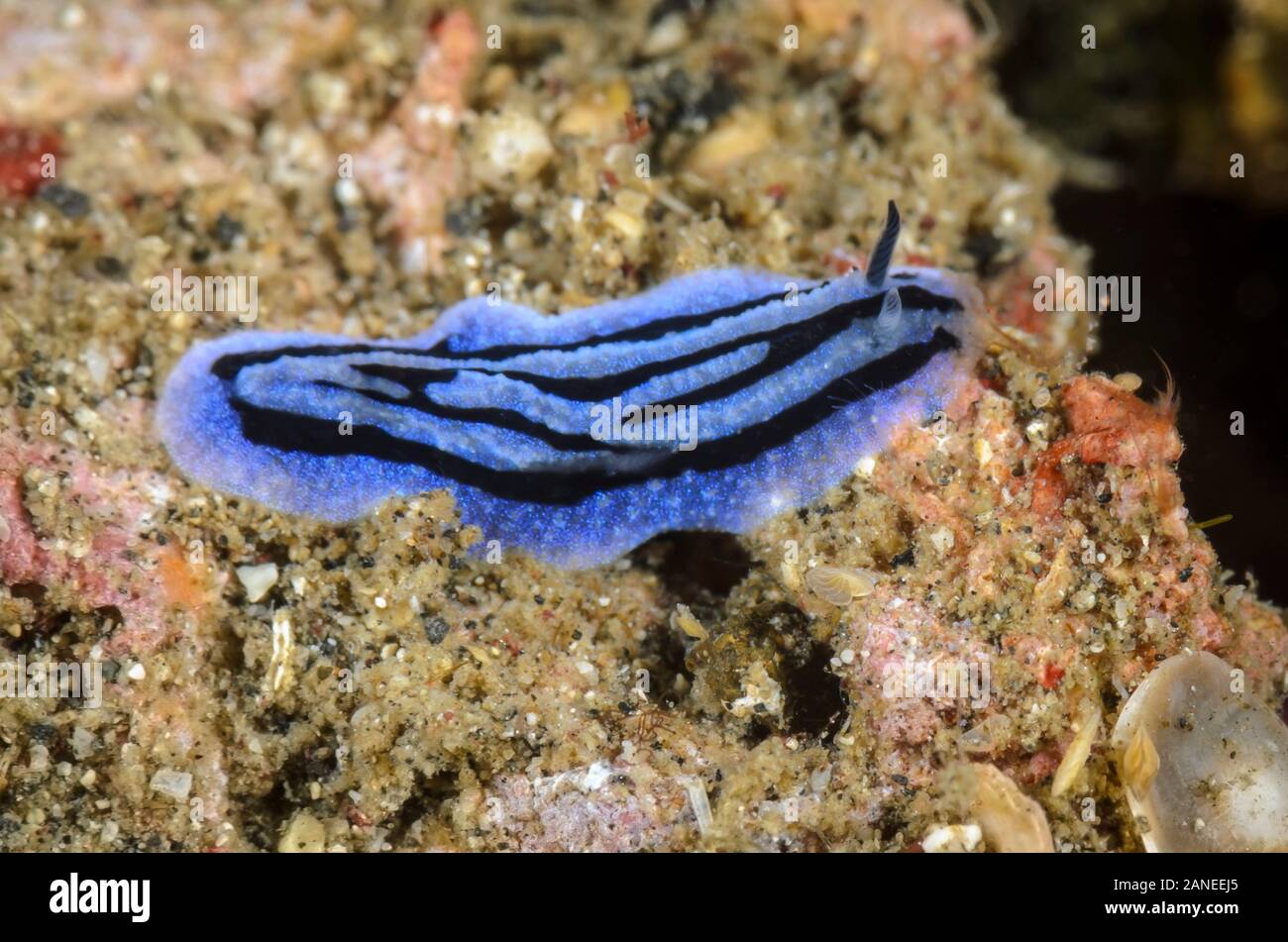 Annas slug hi-res stock photography and images - Alamy