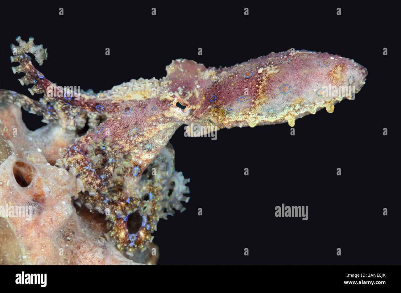Blue ringed octopus, Hapalochlaena sp., Lembeh Strait, North Sulawesi ...