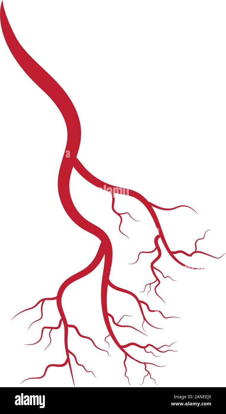 Ophthalmic Arteries Stock Vector Images Alamy