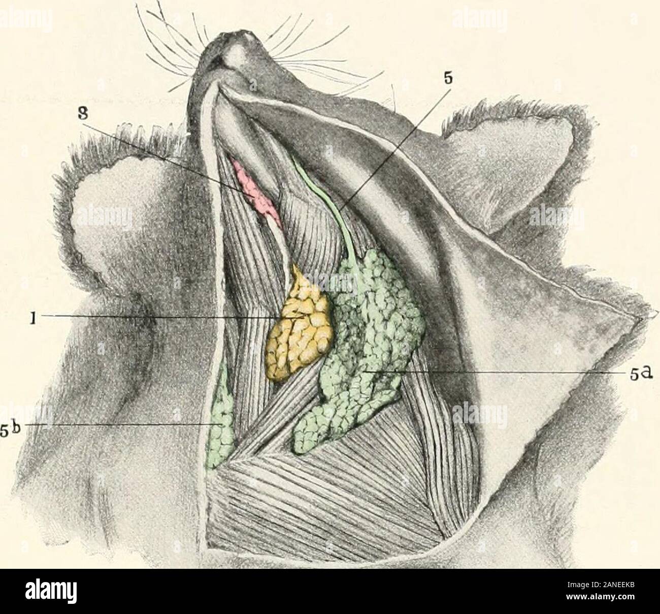 Contributions to the anatomy and development of the salivary glands in ...