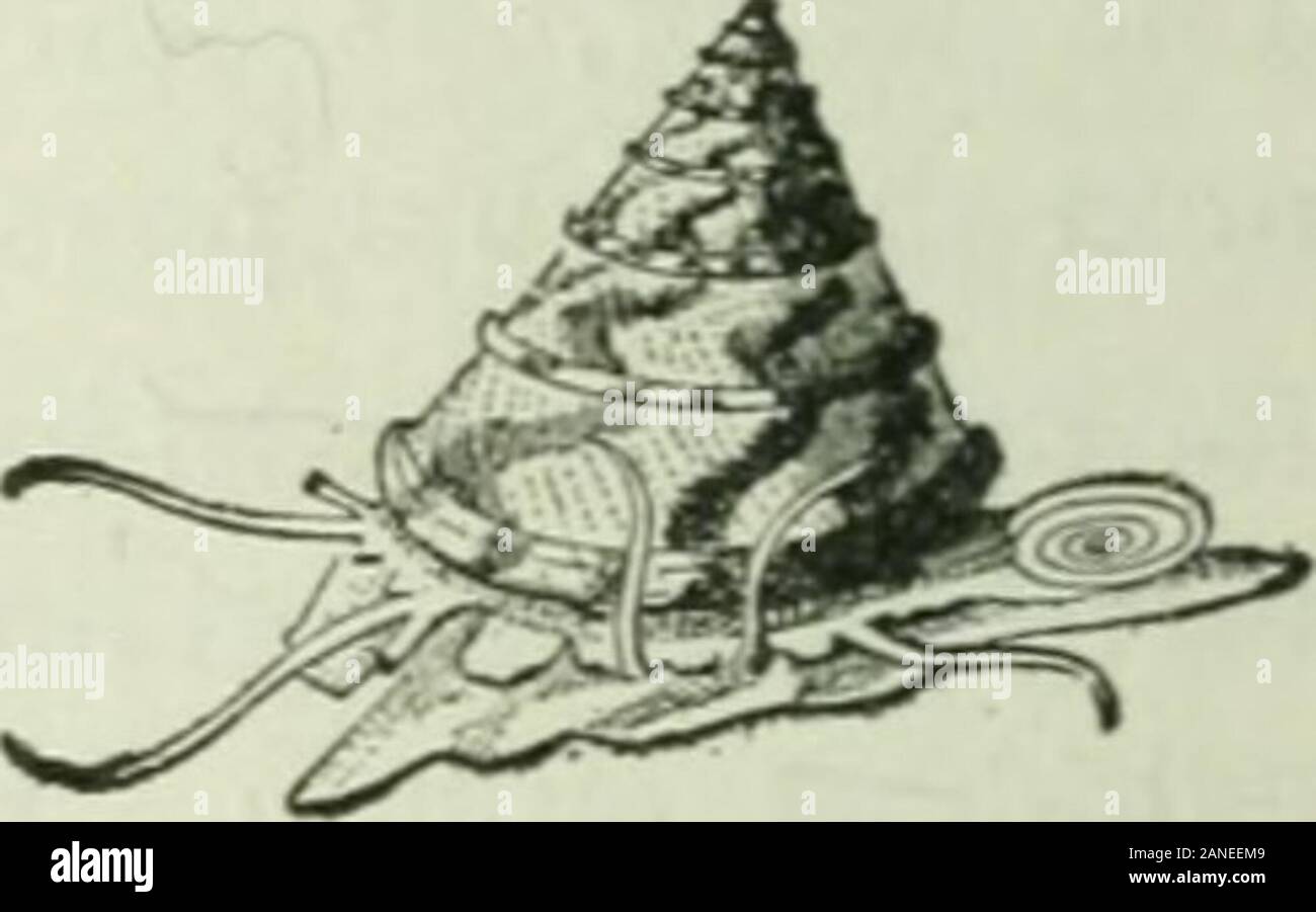 Uppershell hi-res stock photography and images - Alamy