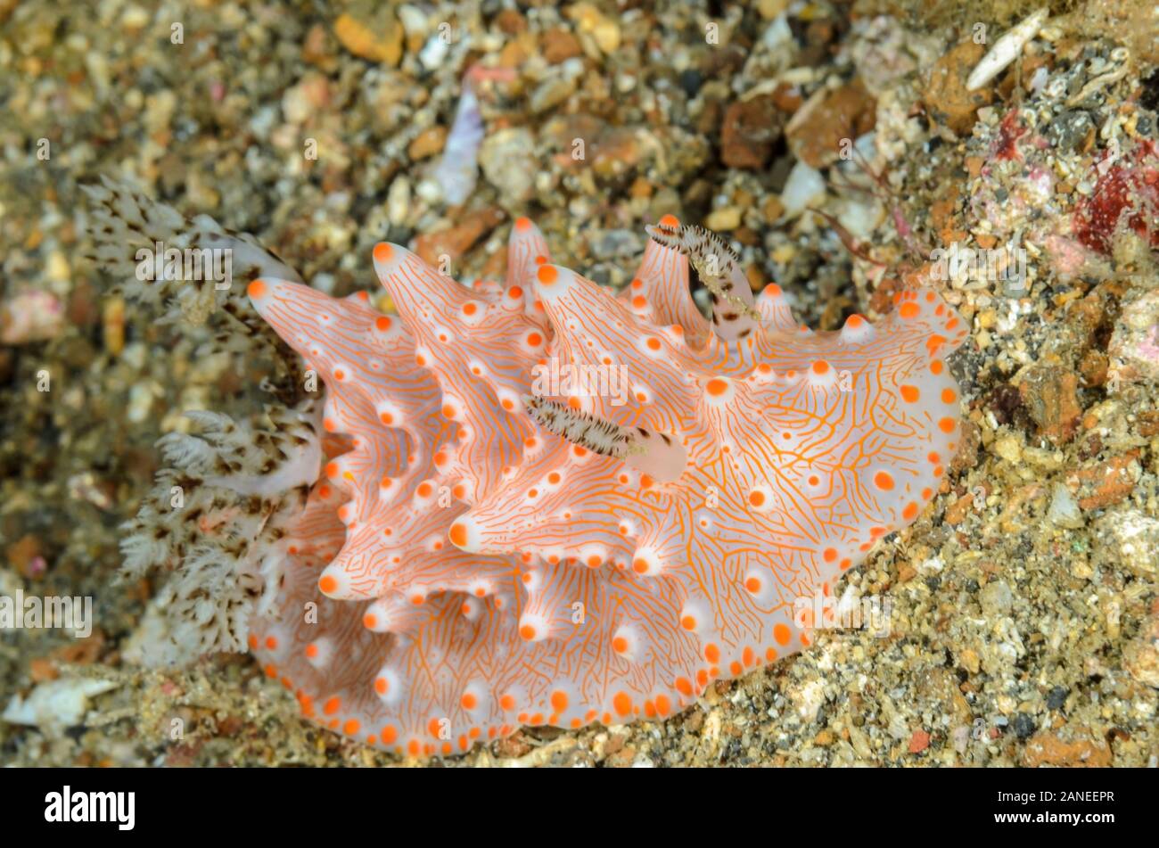 Nudibranch halgerda batangas hi-res stock photography and images - Alamy