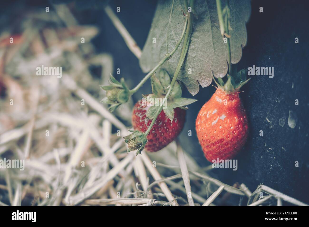 Fresh strawberries that are grown in farm Stock Photo - Alamy